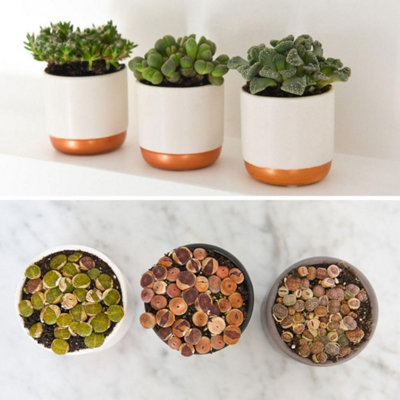 Buy Lithops species Mix (Pebble Plants) 8.5cm x 3 | DIY at B&Q