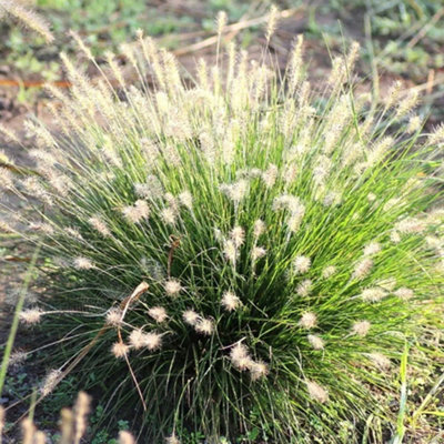 Little Bunny Chinese Fountain Grass Pennisetum Alopecuroides Outdoor ...