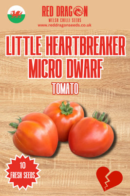 Little Heartbreaker Micro Dwarf Tomato Seeds for Home Garden Growing