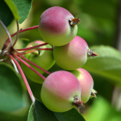 Little Pax Apple (Malus) Tree - 12Ltr Potted