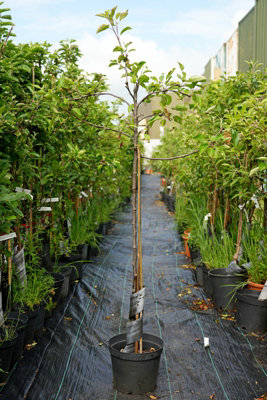 Little Pax Apple (Malus) Tree - 12Ltr Potted