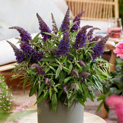 Little Purple Butterfly Bush Outdoor Shrub Plant Buddleja 2L Pot