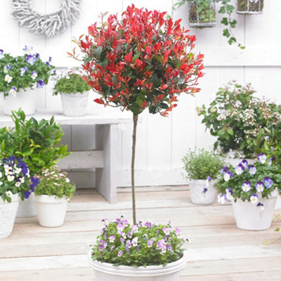 Little Red Robin Christmas Berry Shrub Plant Photinia Fraseri 15L Half ...