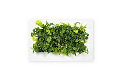 LIVE PICTURE - Living wall frame - 112cm - White | DIY at B&Q