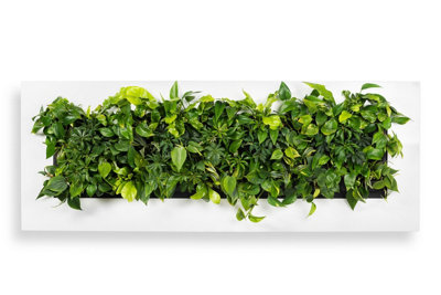 LIVE PICTURE - Living wall frame - 192cm - White | DIY at B&Q