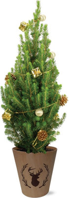 Living 60-65cm Picea Mini Christmas Tree - Conifer with Gold Garland ...