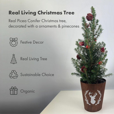 Living 60-65cm Picea Mini Christmas Tree - Conifer with Red Garland ...