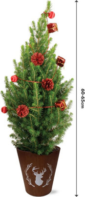 Living 60-65cm Picea Mini Christmas Tree - Conifer with Red Garland ...