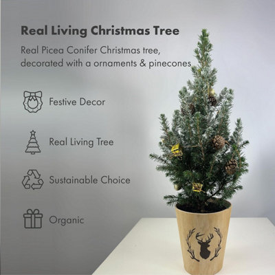 Living 60-65cm Picea Mini Christmas Tree - Conifer with Snow, Gold ...