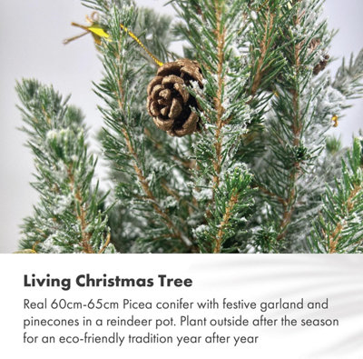 Living 60-65cm Picea Mini Christmas Tree - Conifer with Snow, Gold ...