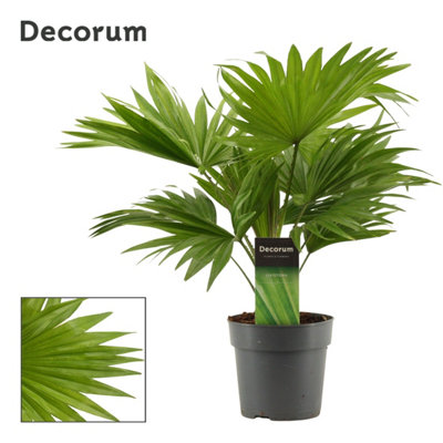 Shop Livistona Rotundifolia, 12cm Pot Size, 35cm Tall, Fan palm, Indoor ...
