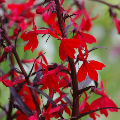 Lobelia Cardinalis Queen Victoria - Red Cardinal Flower - Pond Plant in ...