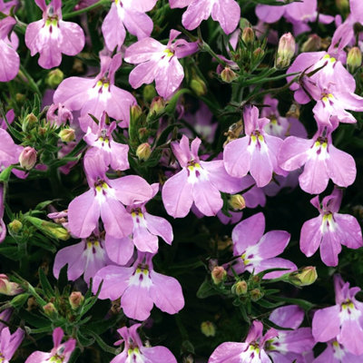 Lobelia Lavender - Semi-Trailing Variety in 9cm Pot - Ideal for Baskets ...
