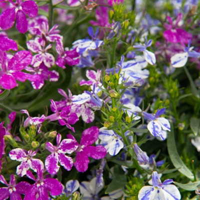 Lobelia Rift Duo 6 Plug Plants | DIY at B&Q