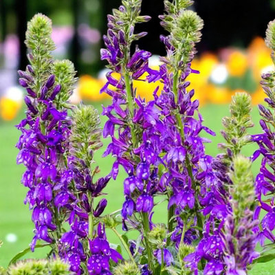 Lobelia Speciosa Mix Starship Blue 1 x 9cm Pot - Hardy Perennial Garden ...