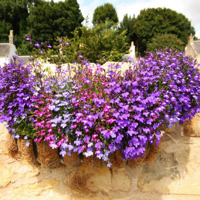 Lobelia 'Trail Away Mix' 10 garden Ready | DIY at B&Q