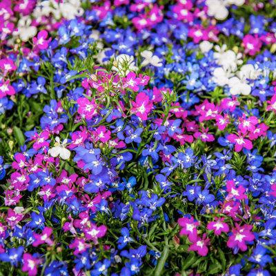 Lobelia Trailing Mixed Bedding Plants 1 x 10 Pack - Easy Grow Outdoor ...