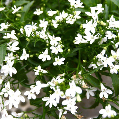 Lobelia Trailing White Bedding Plants 3 x 10 Pack - Easy Grow Outdoor ...