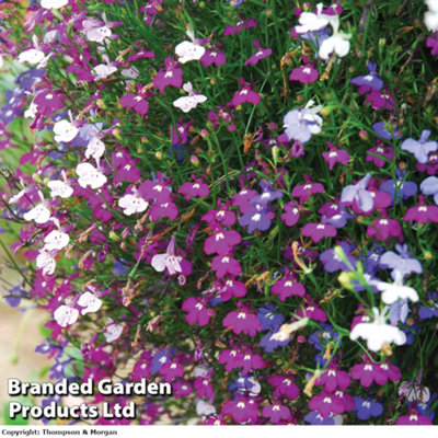 Lobelia Ultra Cascade Mixed 36 Plug Plants