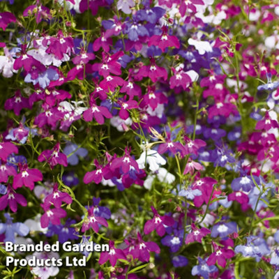 Lobelia Ultra Cascade Mixed 6 Plug Plants | DIY at B&Q
