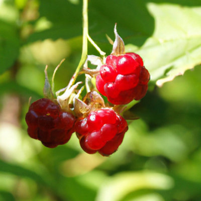 Loganberry (Rubus x loganobaccus) Tree - 3Ltr Potted