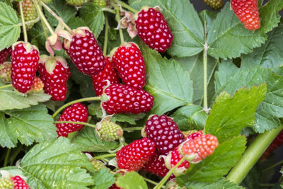 Loganberry (Rubus x loganobaccus) Tree - 3Ltr Potted