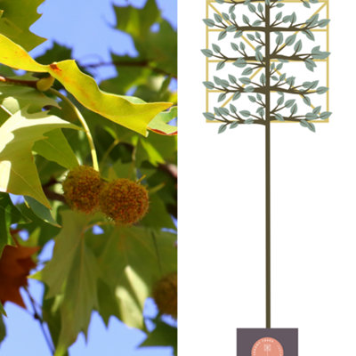 London Plane Pleached Tree with Staking Kit - 180cm Stem and 10cm Girth