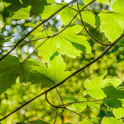 London Plane Pleached Tree with Staking Kit - 180cm Stem and 14cm Girth