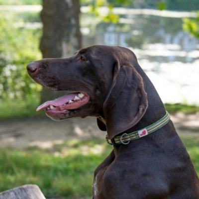 Long Paws Comfort Collection Collar Green 15mm x28-42cm