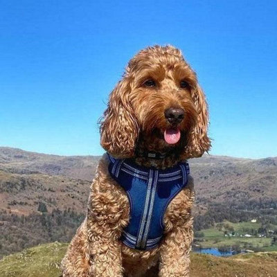 Long Paws Comfort Collection Harness Blue Small 38-56cm