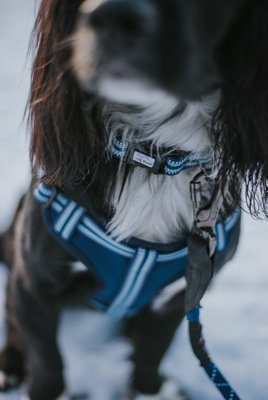 Long Paws Comfort Collection Harness Blue Small 38-56cm