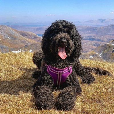 Long Paws Comfort Collection Harness Purple Medium 42-65cm