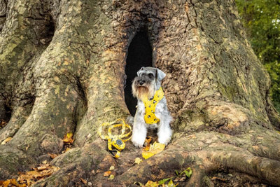 Long Paws - Funk the Dog Harness-Mustard Panda Small