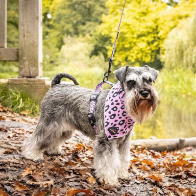 Long Paws - Funk the Dog Lead-Pink Leopard Medium