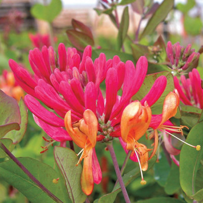 Lonicera 'Gold Flame' Honeysuckle Hardy Outdoor Garden Climber Shrub in ...