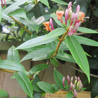 Buy Lonicera henryi 'Henry's Honeysuckle' Evergreen Hardy Shrub Climber ...