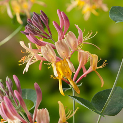 Lonicera henryi 'Henry's Honeysuckle' Evergreen Hardy Shrub Climber ...