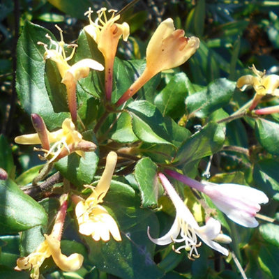 Lonicera henryi 'Henry's Honeysuckle' Evergreen Hardy Shrub Climber ...