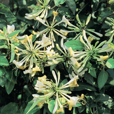 Lonicera (Honeysuckle) Periclymenum Graham Thomas 3 Litre Potted Plant x 1