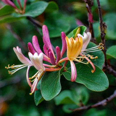 LONICERA JAPONICA DARTS WORLD GOLD-VARIEGATED HONEYSUCKLE CLIMBER