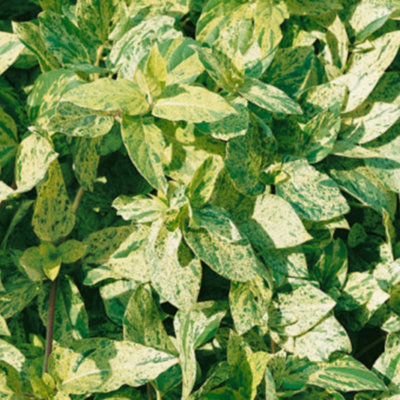 Lonicera japonica Mint Crisp Variegated Scented Evergreen Climbing ...