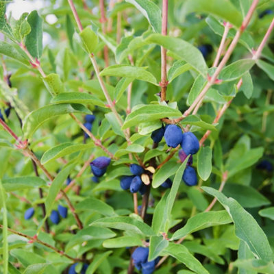 LONICERA KAMTSCHATICA BLUE VELVET 3.6 LITRE POTTED PLANT X 1