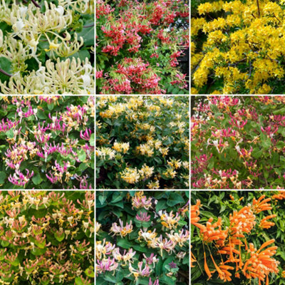 Lonicera Mix - Fragrant Honeysuckle Collection for Climbing and Ground ...