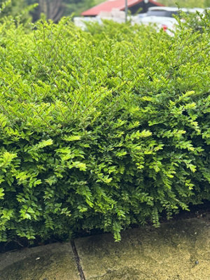 Lonicera Nitida Box Honeysuckle Hedging Plants Pack of 20 30-40cm ...
