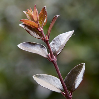 Lonicera nitida Garden Clouds Purple Storm - Dark Purple Evergreen ...