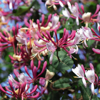 Lonicera periclymenum Belgica 9cm Potted Plant x 1