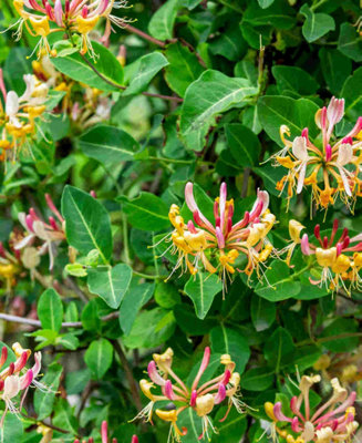 lonicera-periclymenum-serotina-late-dutch-honeysuckle-1-x-9cm-pot