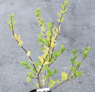 Lonicera Purpusii Winter Beauty 9cm Potted Plant x 1
