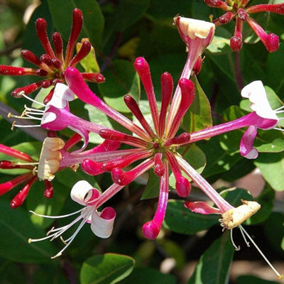 Lonicera Red World - Vibrant Climbing Vine with Red and White Blooms ...