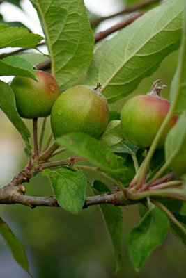 Lord Derby Apple (Malus) Tree - 12Ltr Bareroot